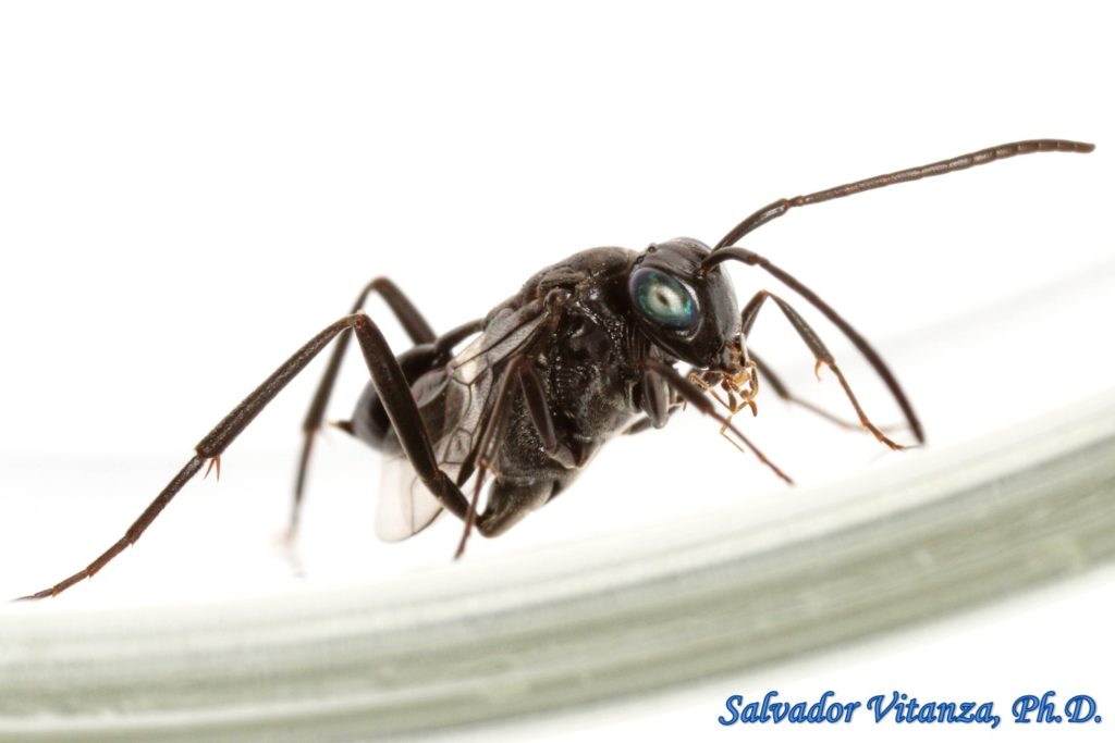 Hymenoptera-Evaniidae-Evania appendigaster-Cockroach Egg Parasitoid Wasp FEMALE (C) - Urban ...