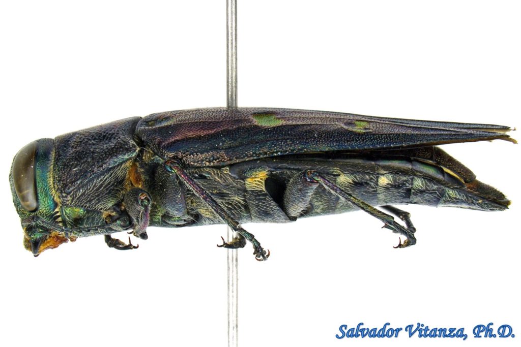 Coleoptera-Buprestidae-Chrysobothris gemmata-Metallic Wood boring ... Coleoptera-Buprestidae-Chrysobothris gemmata-Metallic Wood boring ...