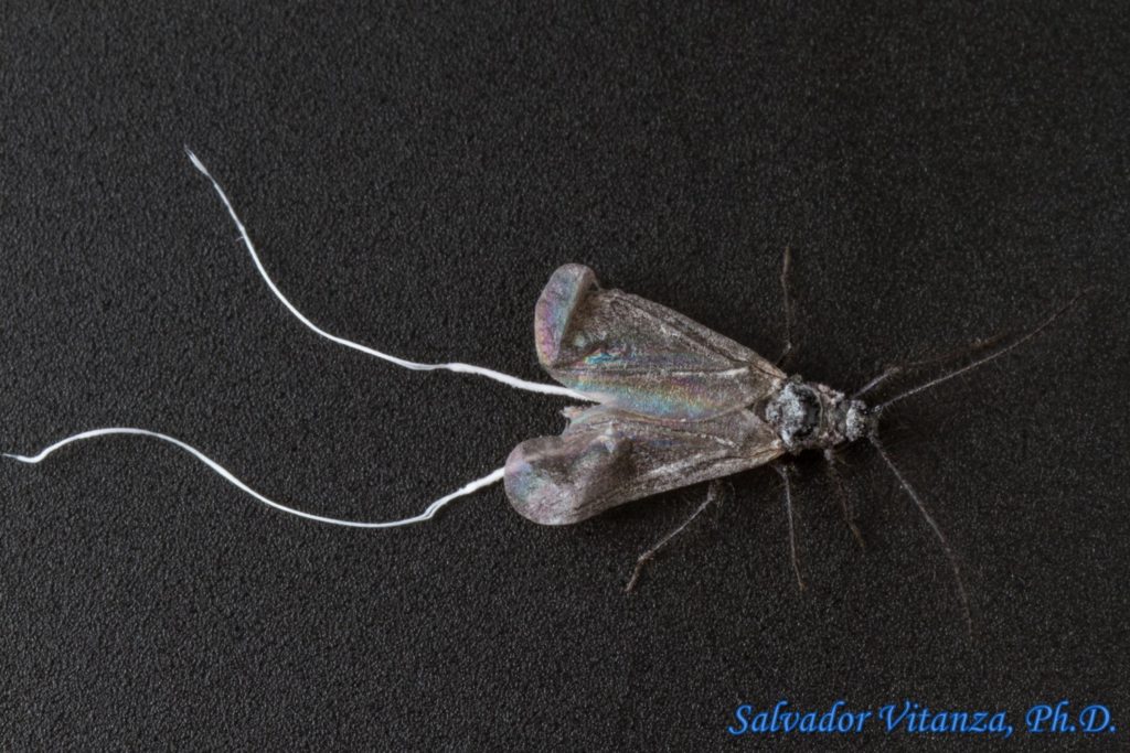 Hemiptera Sternorrhyncha Putoidae Puto Giant Mealybugs Male B Urban Programs El Paso County