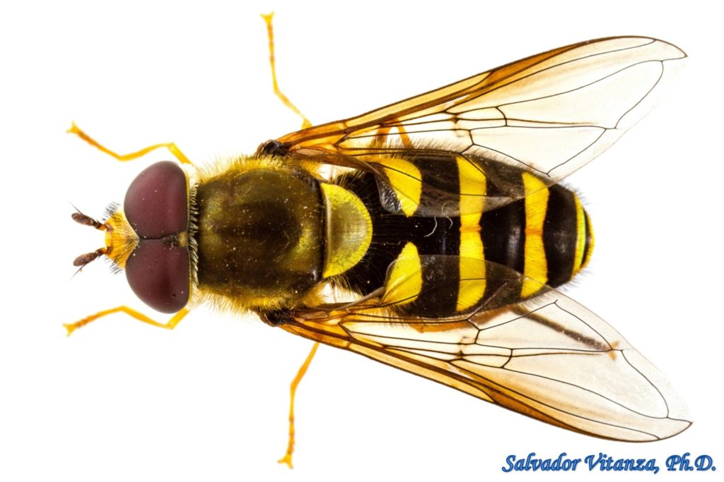Diptera-Syrphidae-Syrphus opinator-Syrphid Flies MALE (E) - Urban ... Diptera-Syrphidae-Syrphus opinator-Syrphid Flies MALE (E) - Urban ...